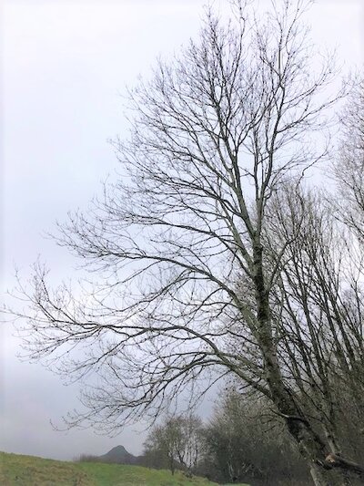 Winter Tree Identification 3 – Prospects