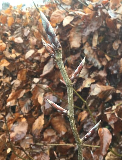 Winter Tree Identification 2 – Prospects