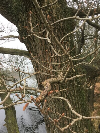 Winter Tree Identification – Prospects