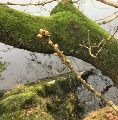 Winter Tree Identification – Prospects