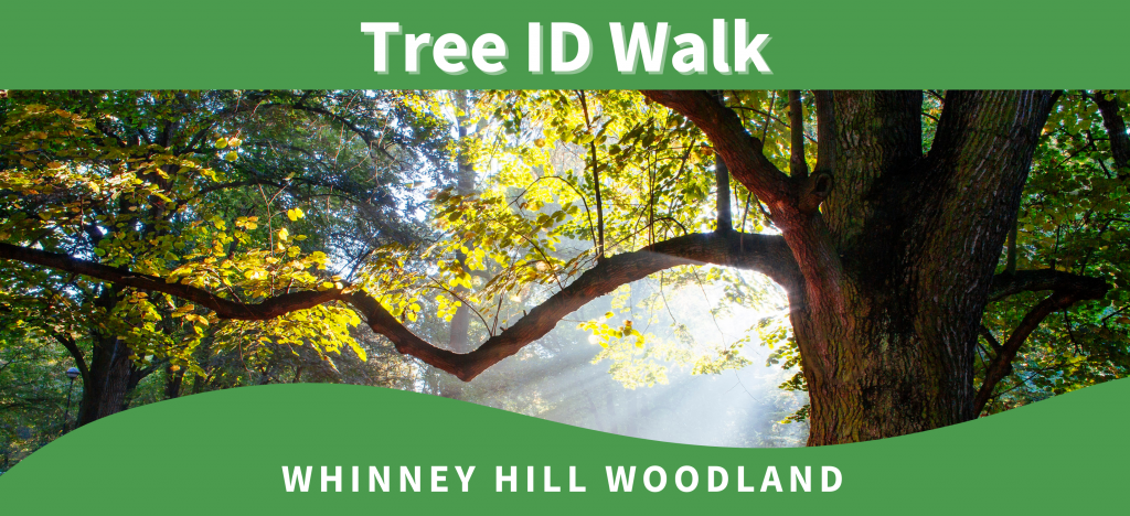 Tree ID Walk at Whinney Hill Woodland – Prospects