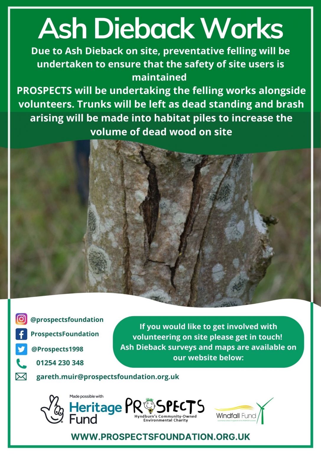 Ash Dieback Works this Winter – Prospects