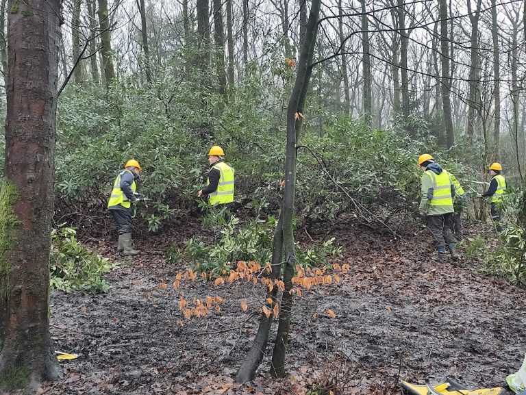 Memorial Park – Root Ball Removal – Prospects